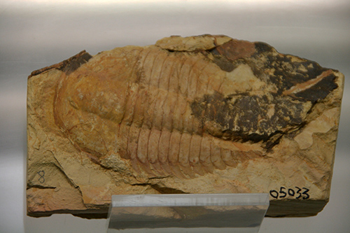 進化の歴史｜科学バー