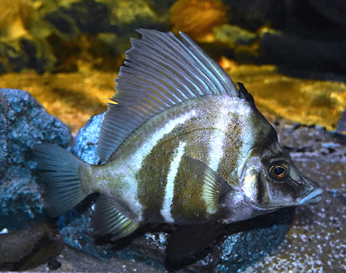 すべての生き物をめぐる100の系統樹｜科学バー