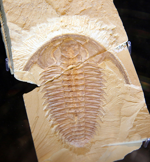 すべての生き物をめぐる100の系統樹｜科学バー